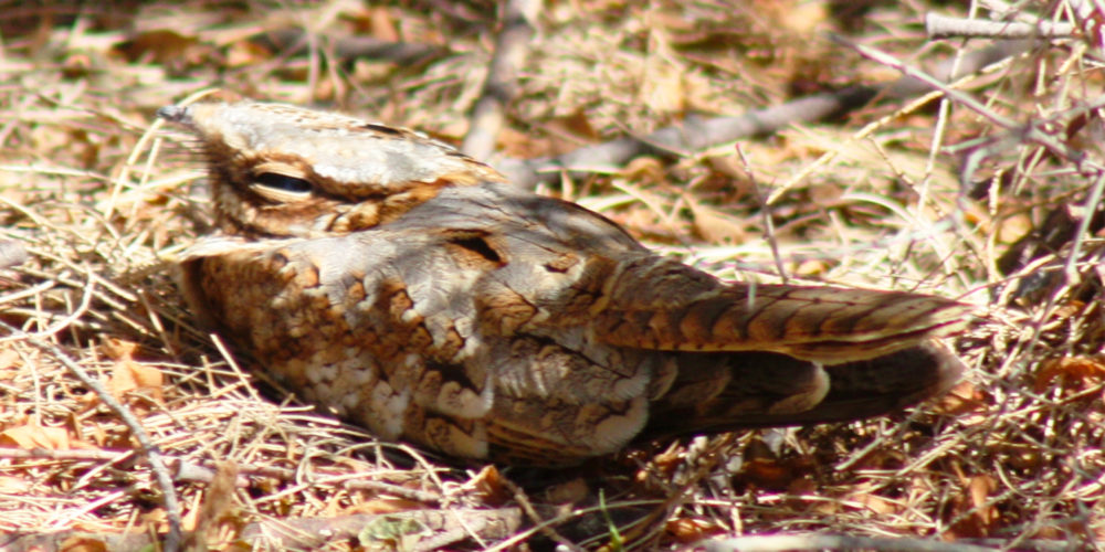 engoulevent-a-collier-roux-2000px – Nawaat