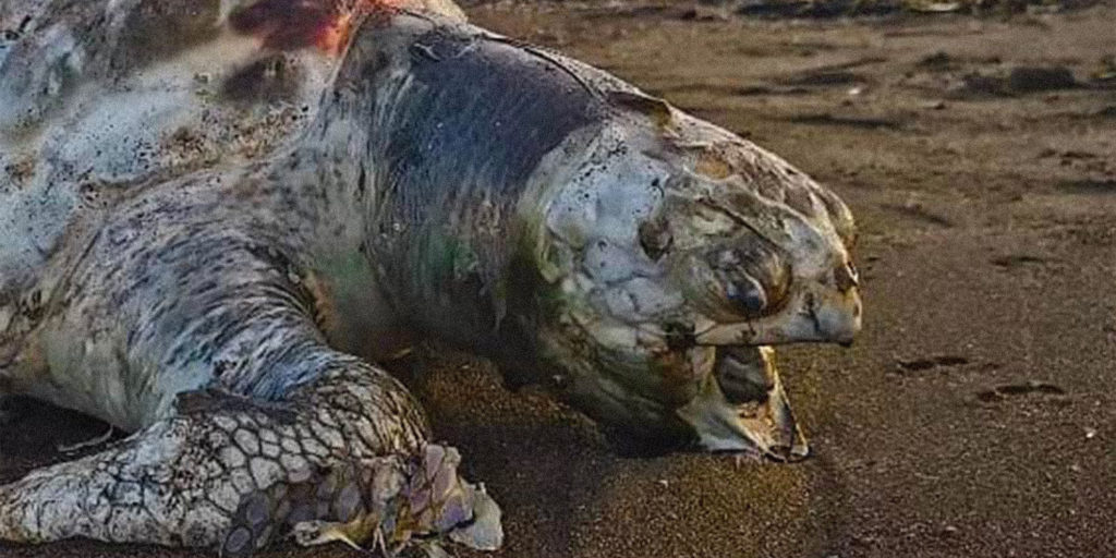 pollution-gabes-plages-interdites-2000px – Nawaat