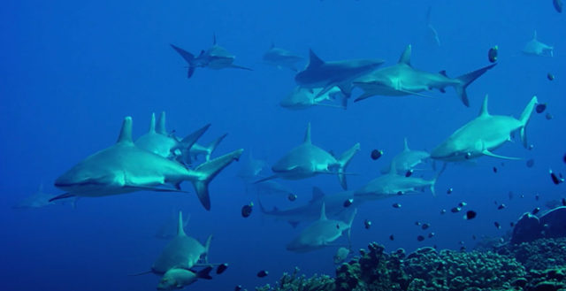 Requins en Tunisie : Menace imaginaire, extinction réelle – Nawaat