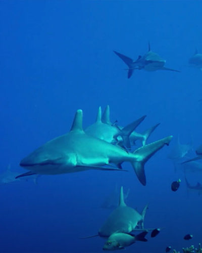 requins-tunisie-vertical-feat – Nawaat