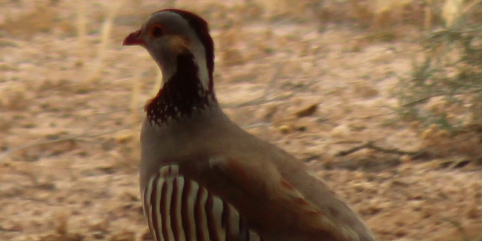 Pedrix-Gambra-2000px – Nawaat